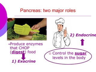 PANCREASE PHYSIOLOGY.pdf | Endocrine and Metabolic Diseases | Diseases and Conditions