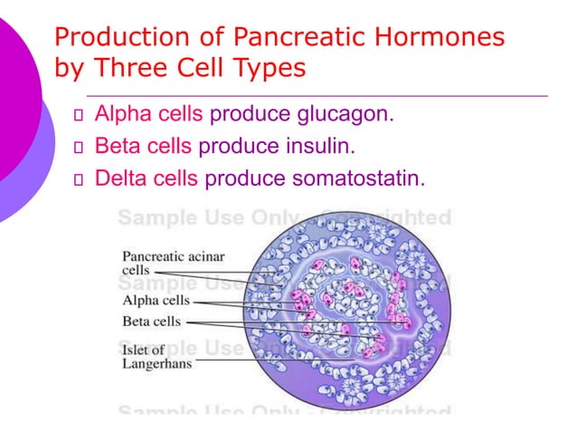 PANCREASE PHYSIOLOGY.pdf