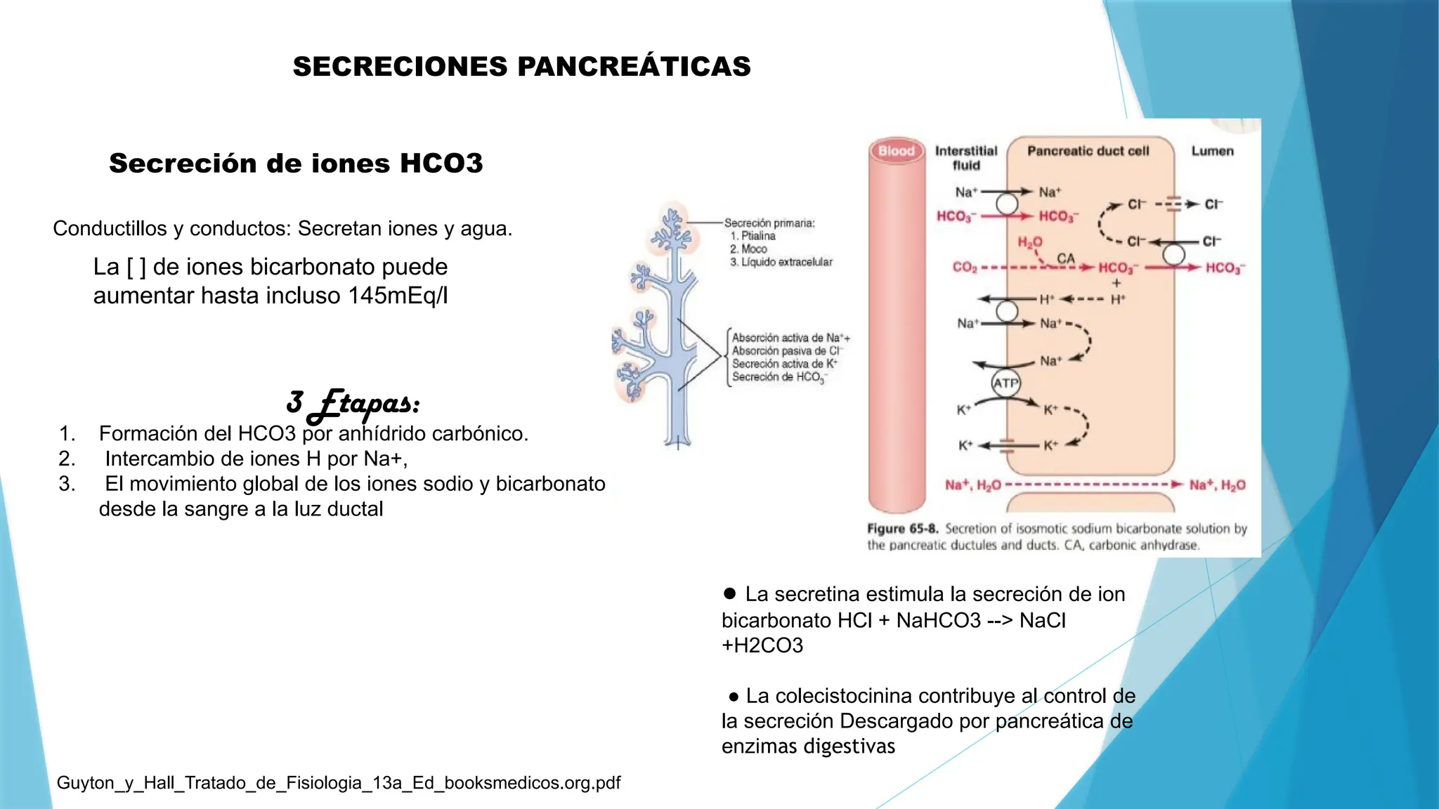 pancreas exocrino fisiología de excreción.pptx