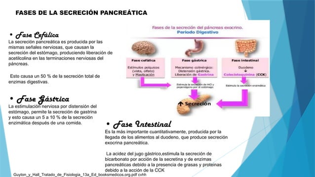 pancreas exocrino fisiología de excreción.pptx