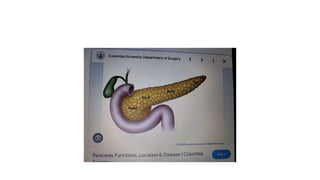 Pancreas_functional anatomy_enzymes.pptx