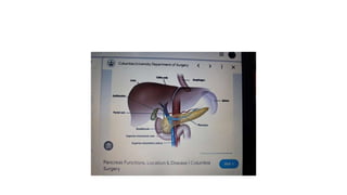 Pancreas_functional anatomy_enzymes.pptx