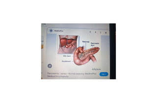 Pancreas_functional anatomy_enzymes.pptx