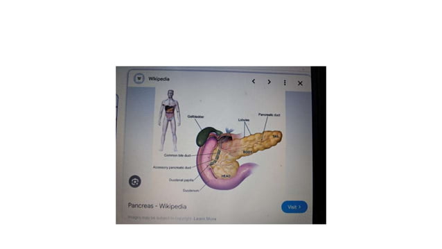 Pancreas_functional anatomy_enzymes.pptx