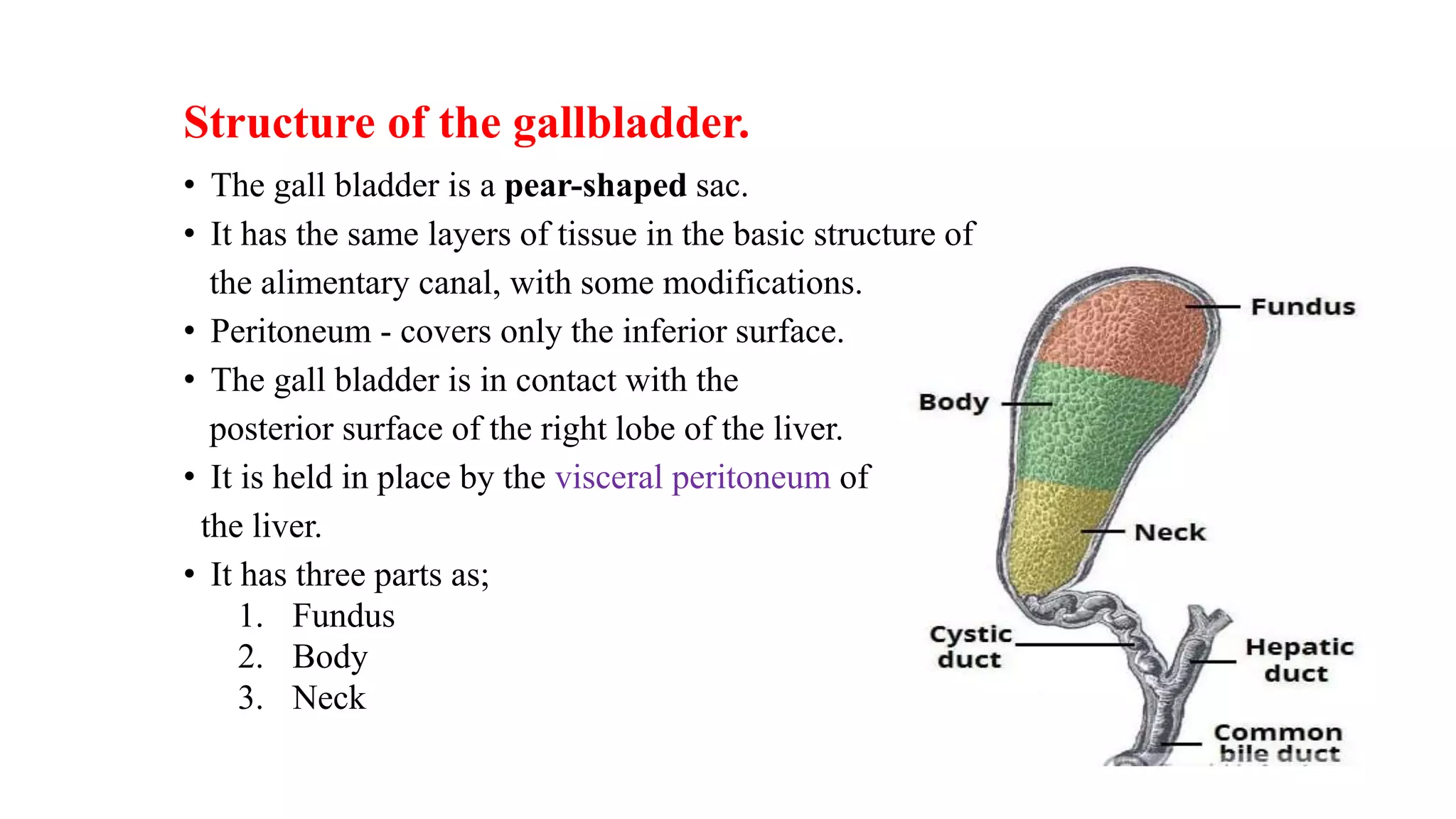 Anatomy & Physiology of Pancreas gallbladder | PPTX