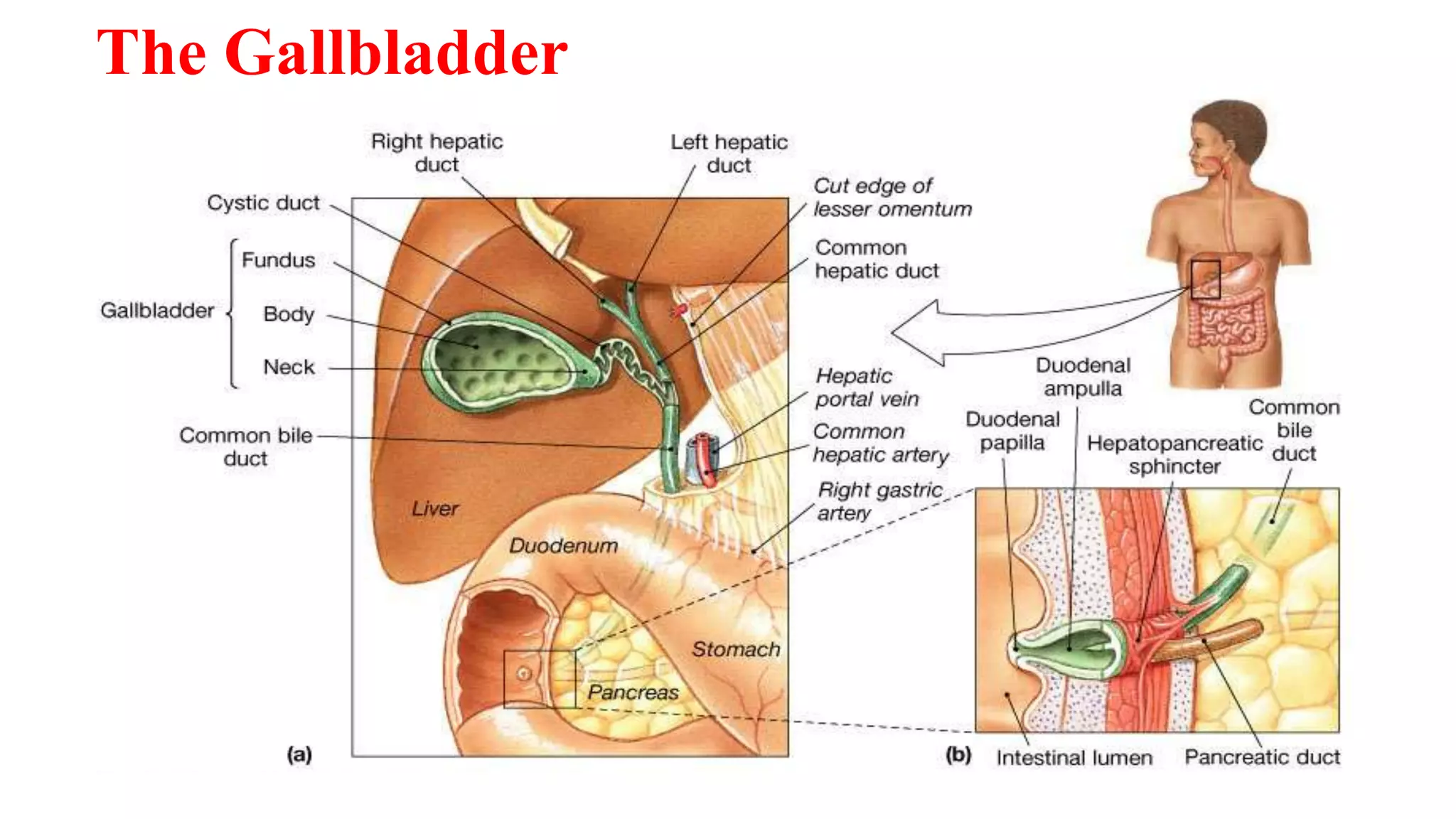 Anatomy & Physiology of Pancreas gallbladder | PPTX