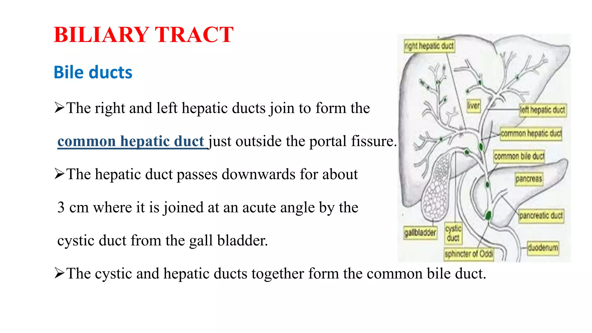 Anatomy & Physiology of Pancreas gallbladder | PPTX