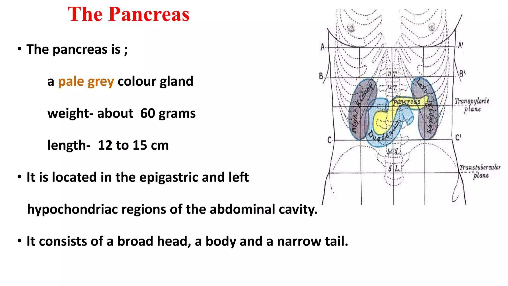 Anatomy & Physiology of Pancreas gallbladder | PPTX