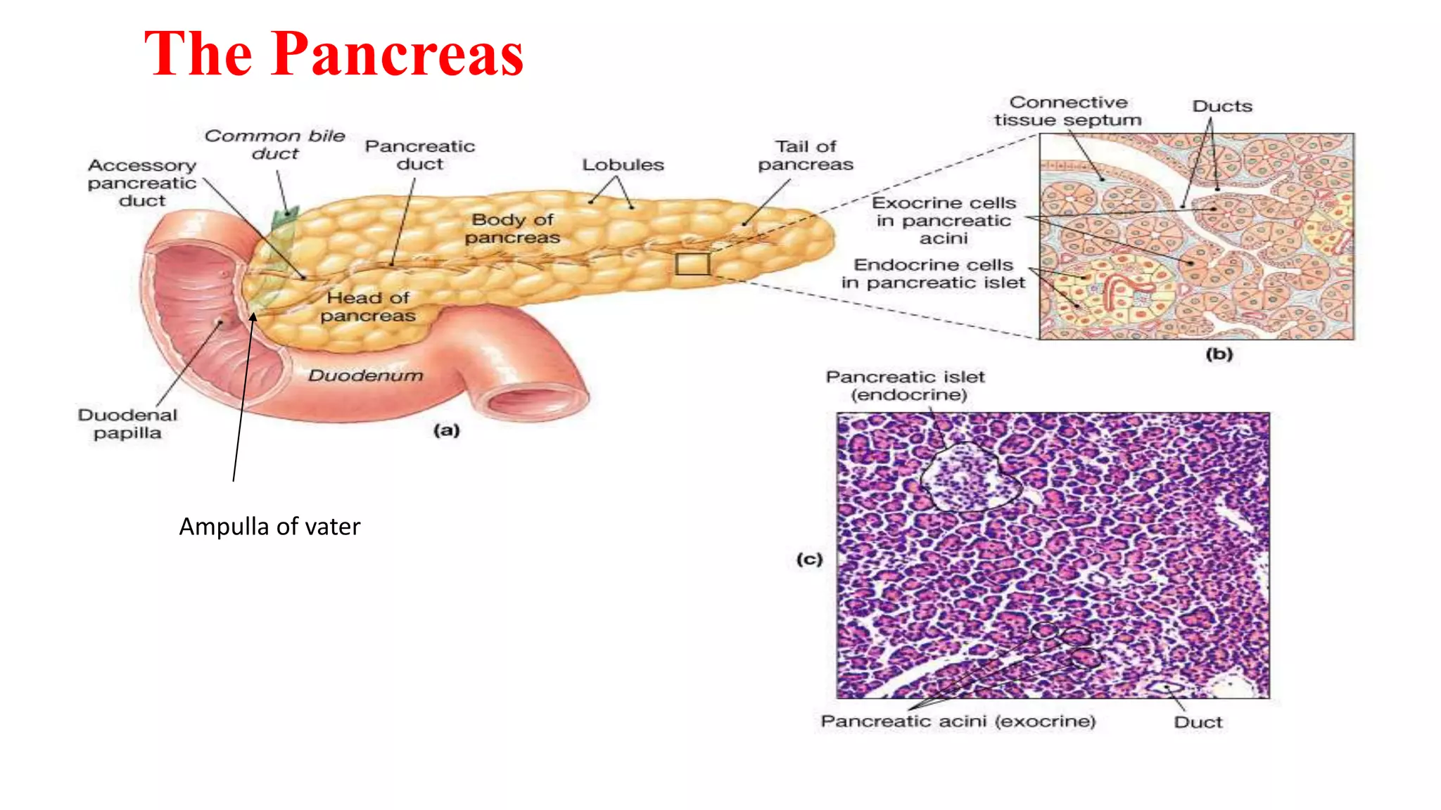 Anatomy & Physiology of Pancreas gallbladder | PPTX