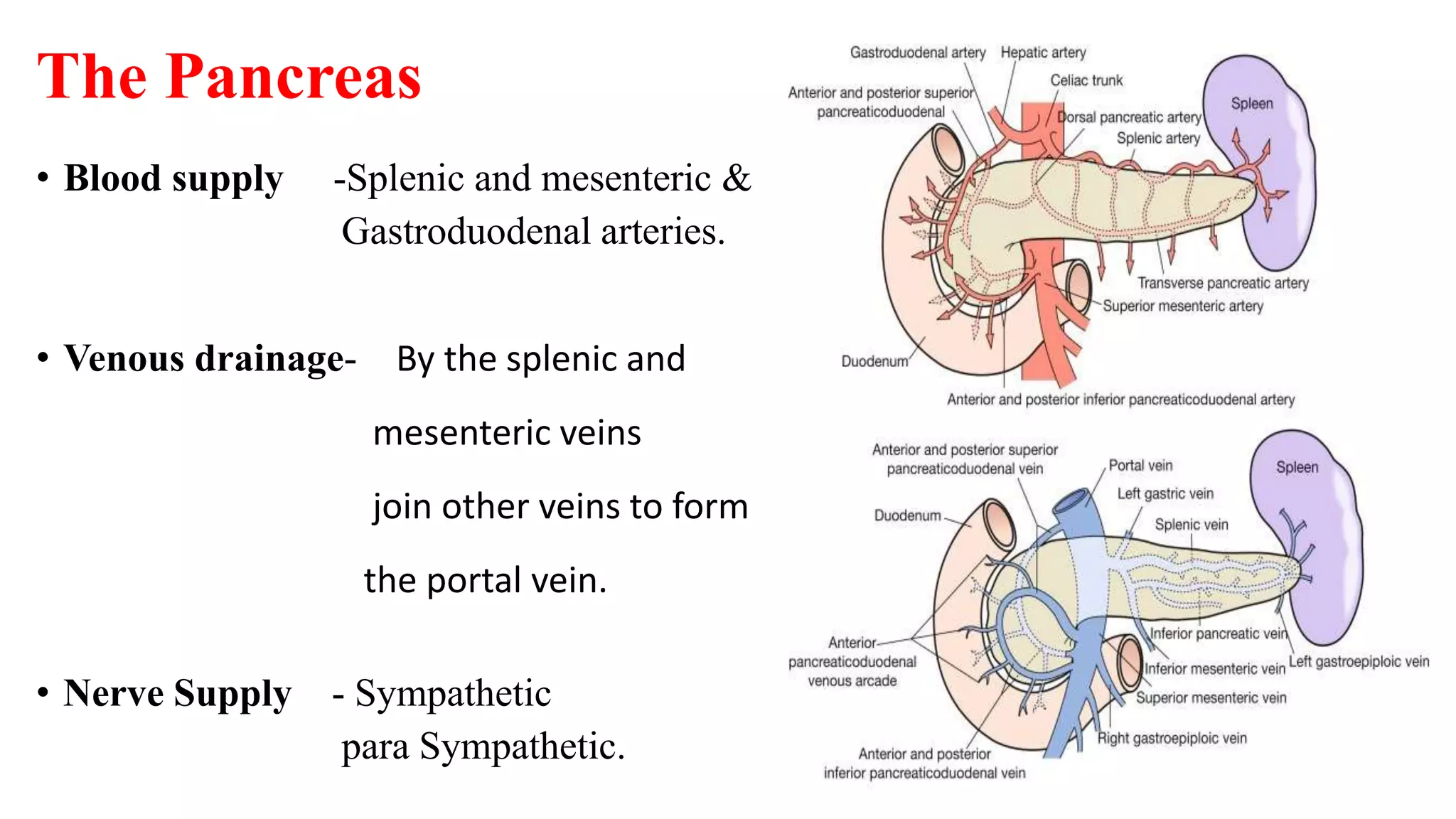 Anatomy & Physiology of Pancreas gallbladder | PPTX