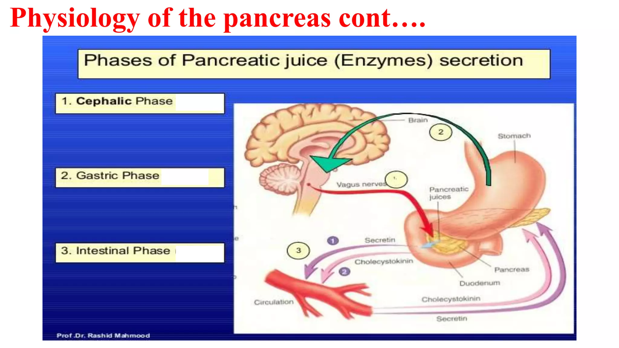 Anatomy & Physiology of Pancreas gallbladder | PPTX