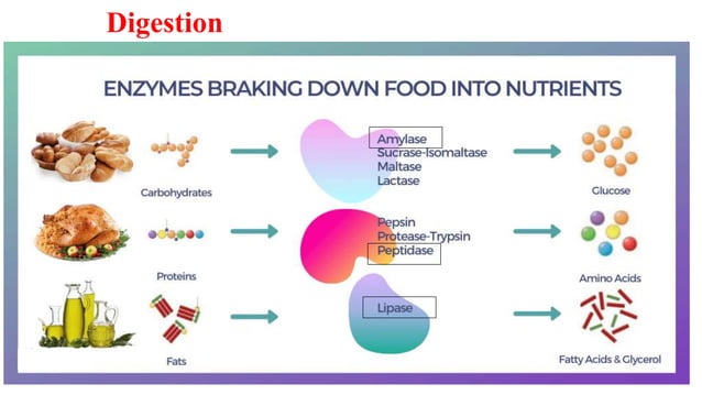Anatomy & Physiology of Pancreas gallbladder | PPTX