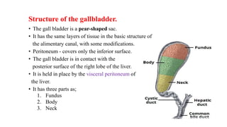 Anatomy & Physiology of Pancreas gallbladder | PPTX