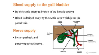 Anatomy & Physiology of Pancreas gallbladder | PPTX