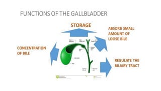 Anatomy & Physiology of Pancreas gallbladder | PPTX