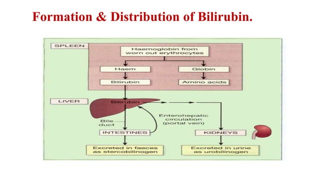 Anatomy & Physiology of Pancreas gallbladder | PPTX