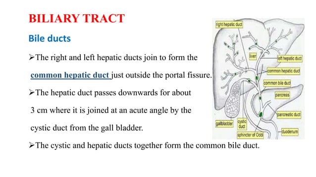 Anatomy & Physiology of Pancreas gallbladder | PPTX