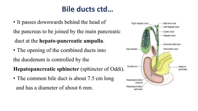 Anatomy & Physiology of Pancreas gallbladder | PPTX