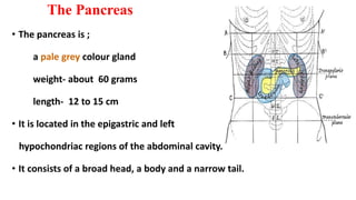 Anatomy & Physiology of Pancreas gallbladder | PPTX