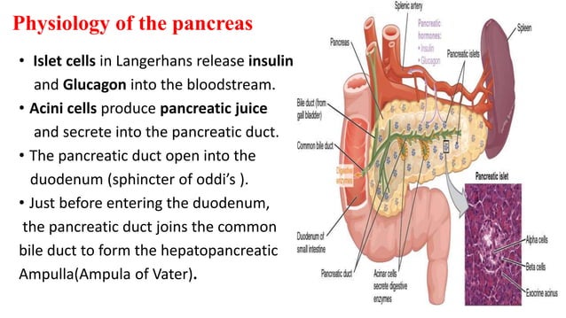 Anatomy & Physiology of Pancreas gallbladder | PPTX