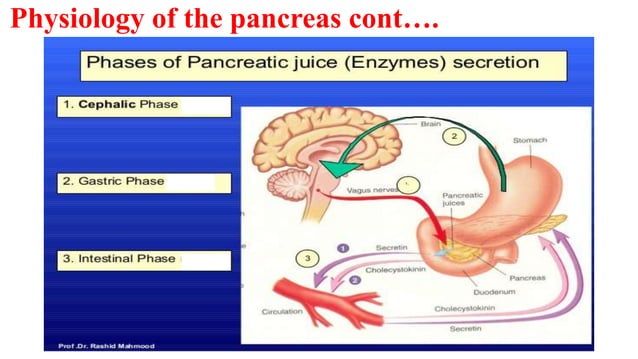 Anatomy & Physiology of Pancreas gallbladder | PPTX