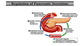 Anatomy & Physiology of Pancreas gallbladder | PPTX