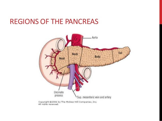 Pancreas lecture1
