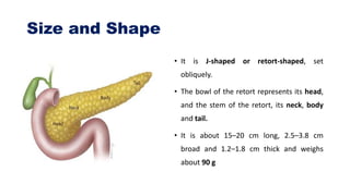 Pancreas_Nursing.pptx