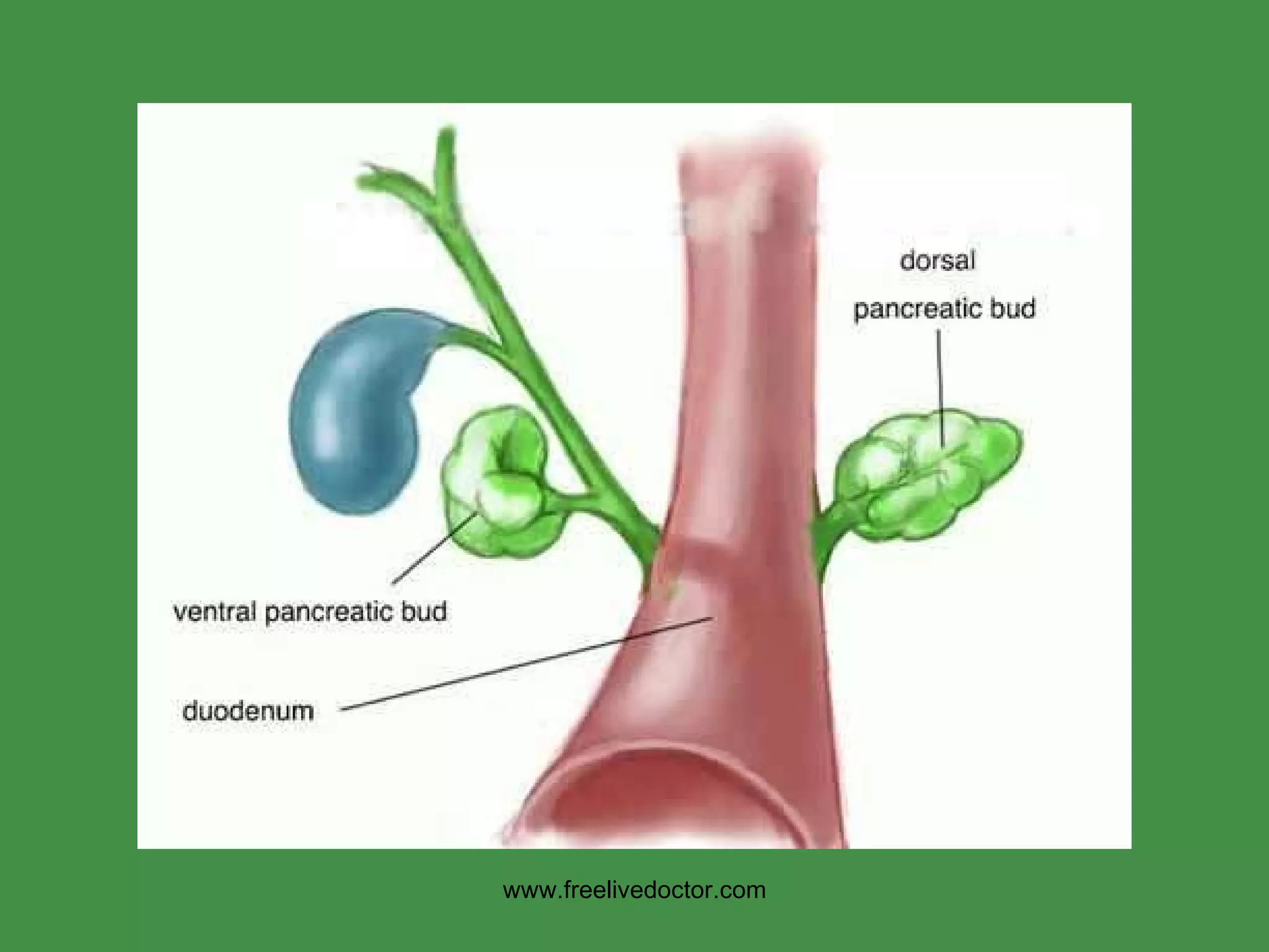 Pancreas pathology | PPT