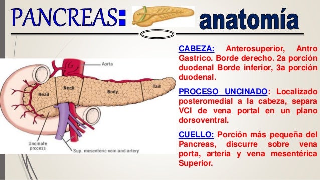 Pancreas generalidades y patologias