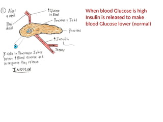 Pancreas Physiology lecture note power point | PPT