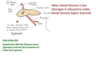 Pancreas Physiology lecture note power point | PPT