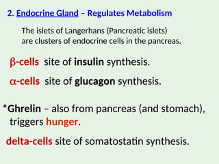 Pancreas Physiology lecture note power point | PPT