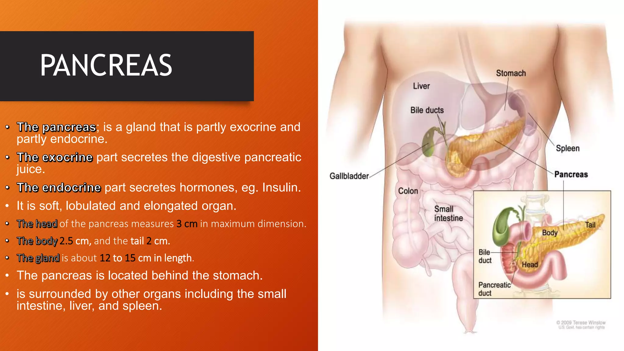 pancreas ppt.pptx