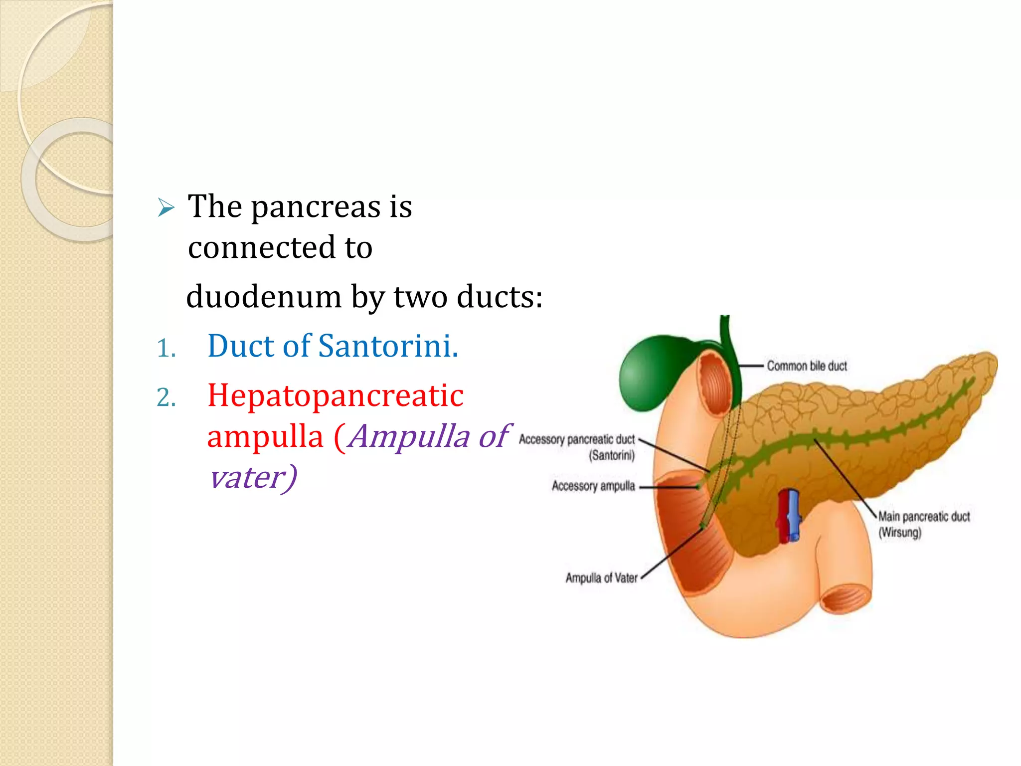 Pancreas PPT.pptx
