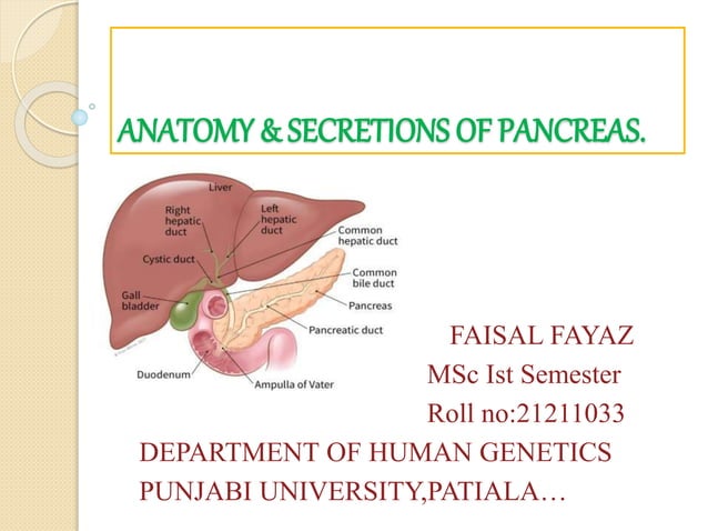 Pancreas PPT.pptx | Endocrine and Metabolic Diseases | Diseases and ...