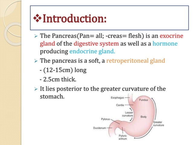 Pancreas PPT.pptx | Endocrine and Metabolic Diseases | Diseases and ...