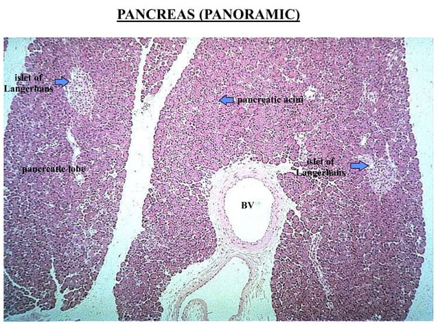 The pancreas is both an endocrine and exocrine gland. It is located in ...
