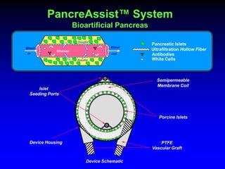 Pancreas Presentation | PPTX | Endocrine and Metabolic Diseases ...