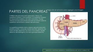 anatomia quirurgica de pancreas y organos adyacentes | PPTX