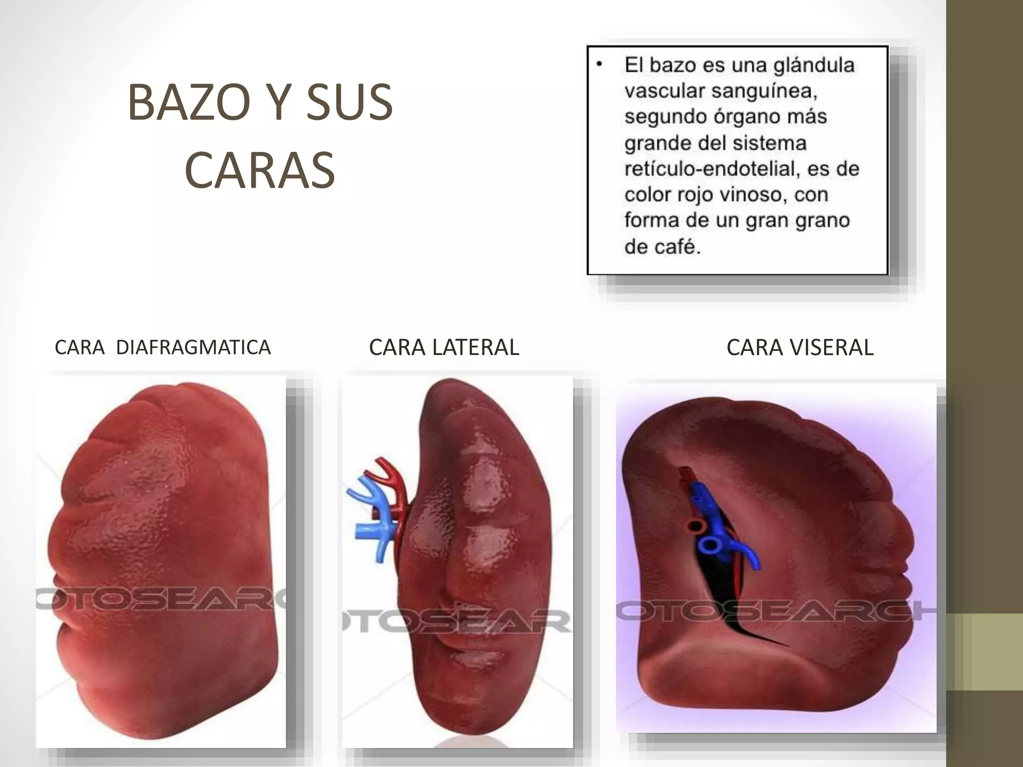 Pancreas y bazo anatomia | PPTX