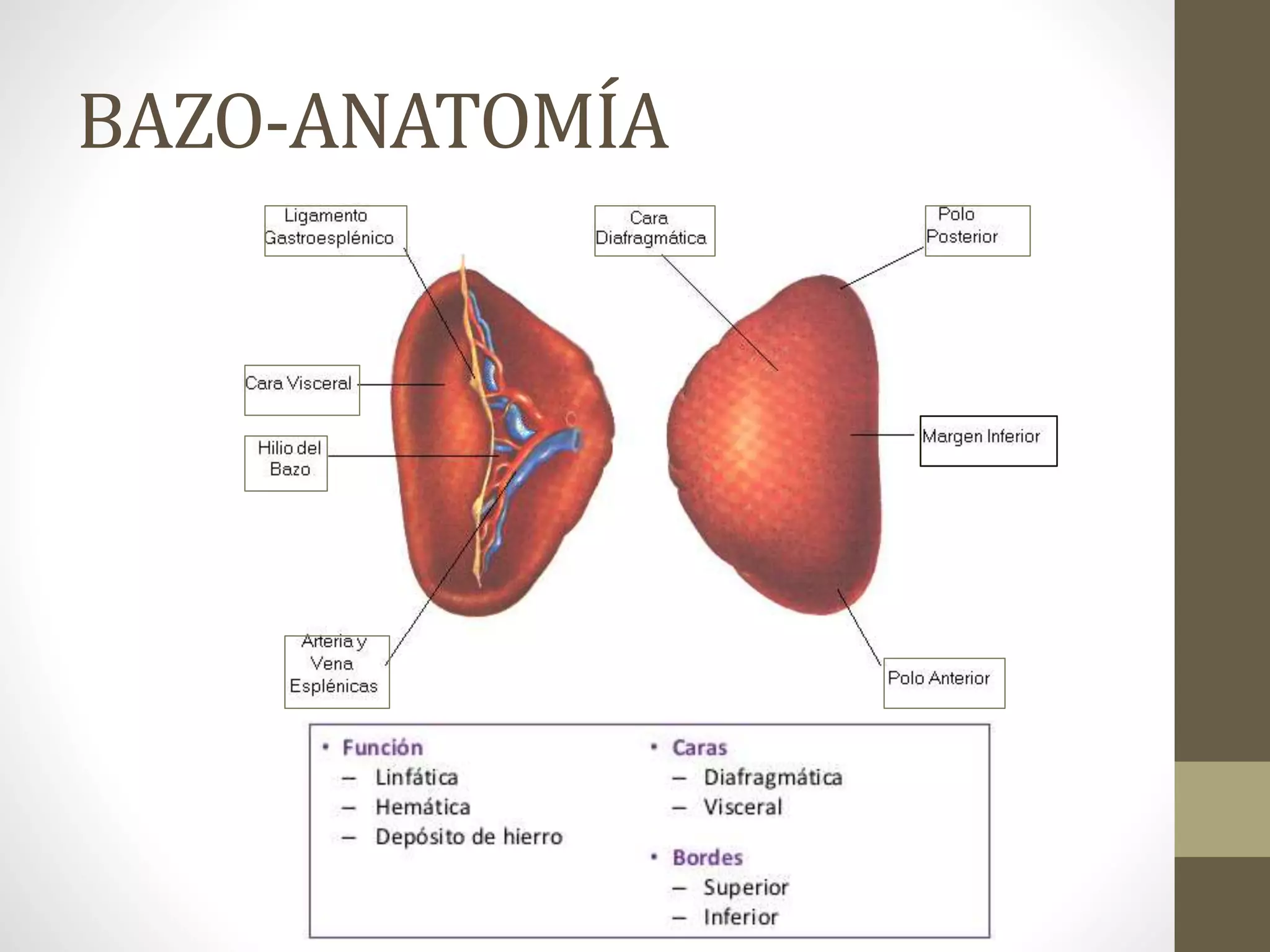 Pancreas y bazo anatomia | PPTX