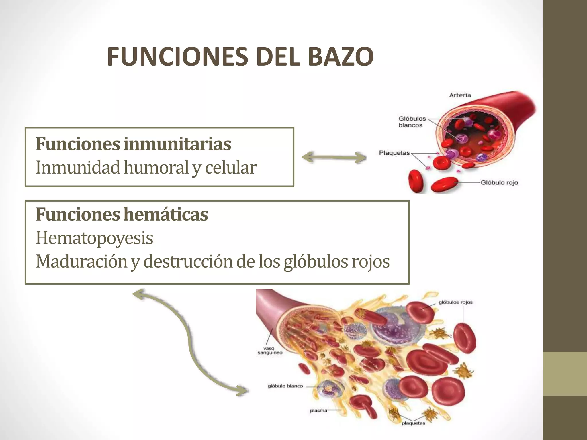 Pancreas y bazo anatomia | PPTX