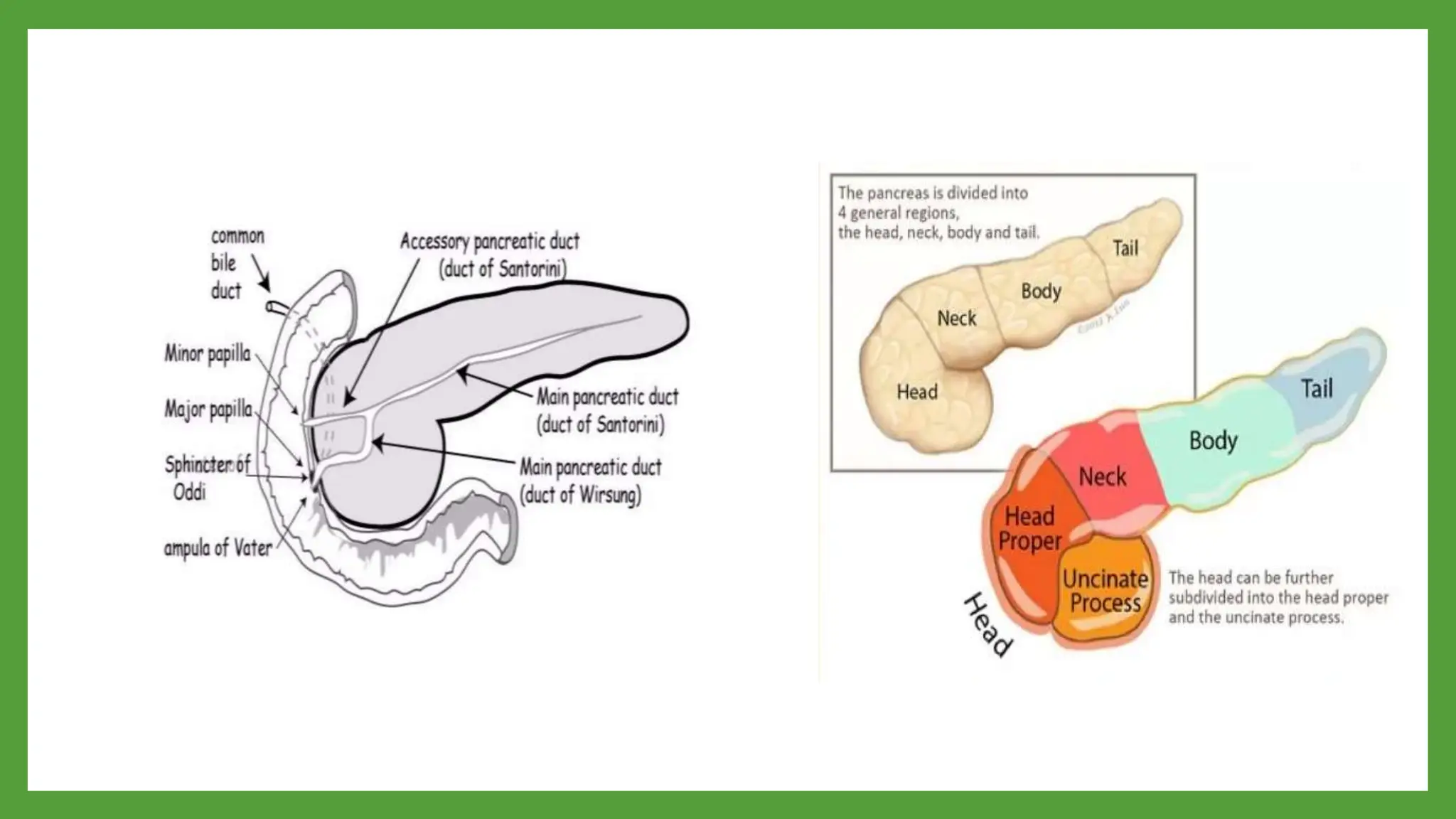 PANCREATIC ANOMALY radiology.pptx