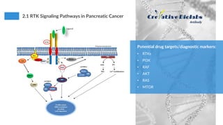 An Overview of Pancreatic Cancer - Creative Biolabs | PPTX