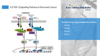An Overview of Pancreatic Cancer - Creative Biolabs | PPT