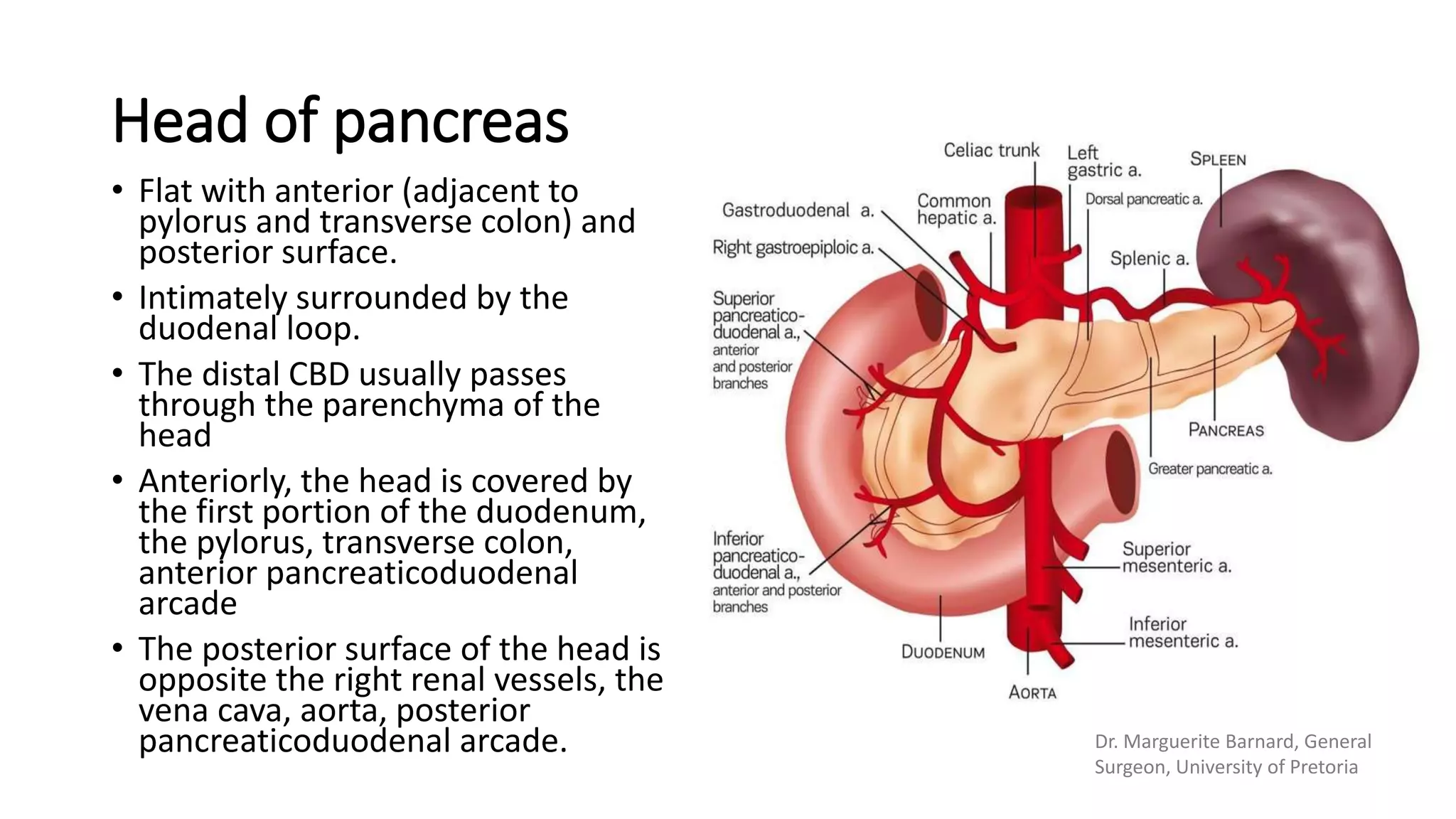 Pancreatic development and aberations - Dr M Barnard | PPTX | Endocrine and Metabolic Diseases ...