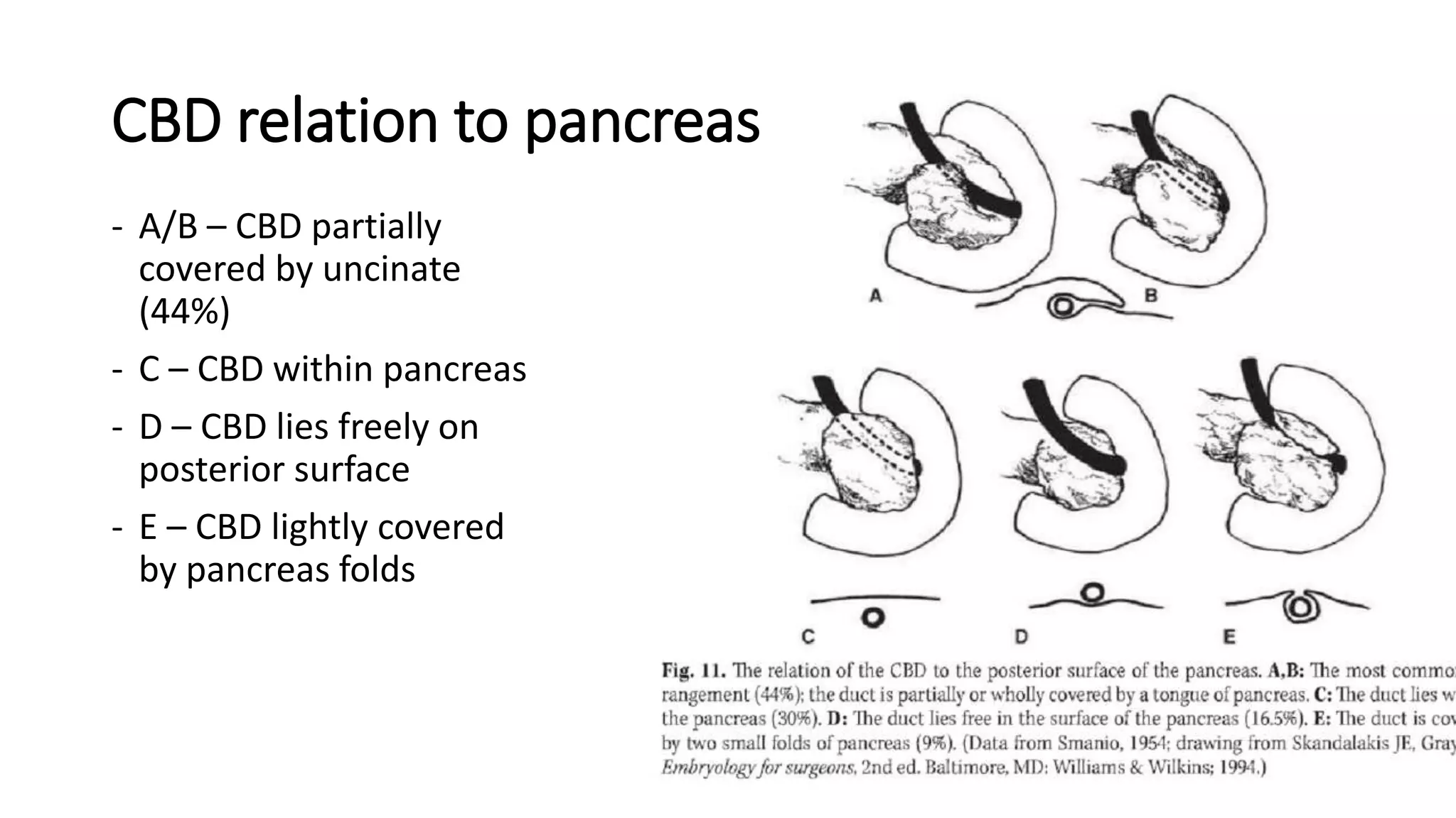 Pancreatic development and aberations - Dr M Barnard | PPTX | Endocrine and Metabolic Diseases ...