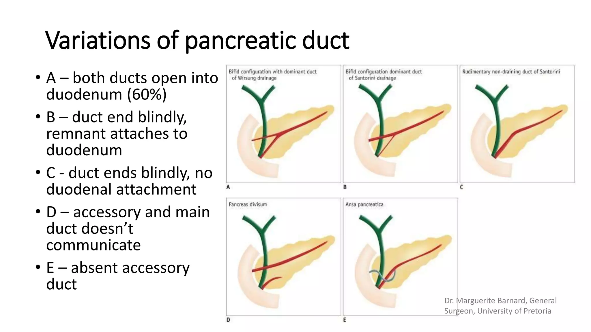Pancreatic development and aberations - Dr M Barnard | PPTX | Endocrine and Metabolic Diseases ...