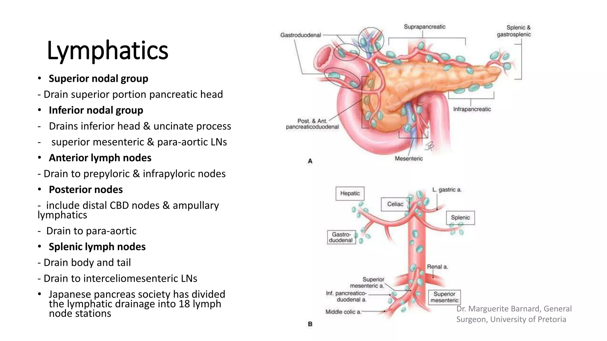 Pancreatic development and aberations - Dr M Barnard | PPTX | Endocrine and Metabolic Diseases ...